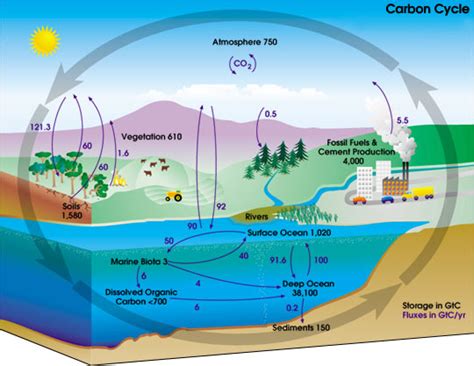 How Does The Carbon Cycle Affect The Hydrosphere Pediaacom