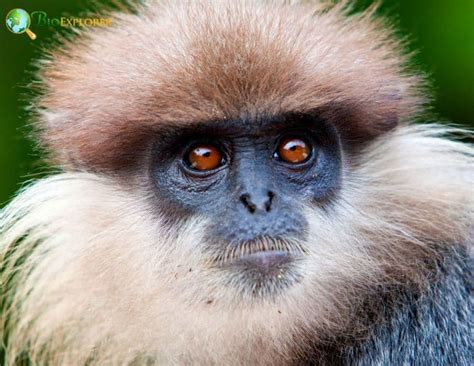Purple Faced Langur Characteristics Semnopithecus Vetulus Diet And Facts