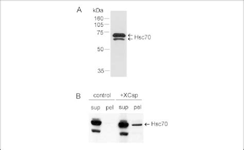 Overexpression Of Csp Influences The Subcellular Distribution Of Download Scientific Diagram