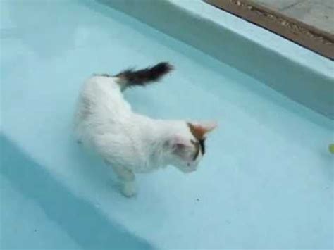 Turkish Van Kittens Swimming