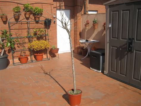 Peral Ercolini Para Maceta