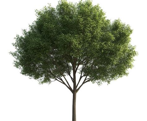 Single Tree Canopy On Plain Background Premium Ai Generated Image