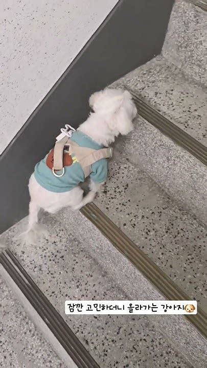 고민하더니 계단 오르는 강아지🐶말티즈 주리의일상 귀여운강아지 계단오르기 헛둘헛둘 잘한다 사랑해주리 Cute