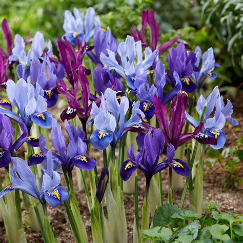 Buy Dwarf Iris Collection Dwarf Iris Collection £3499 Delivery By