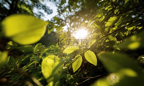 阳光穿透绿叶的森林景象高清摄影大图 千库网