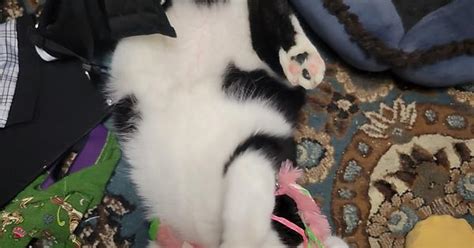 Patch Album On Imgur