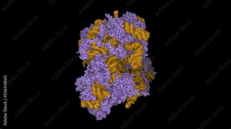 The Structure Of The Eukaryotic Ribosome Ribosomes Translate Genetic