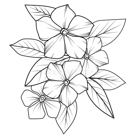Periwinkle Drawing Stock Illustrations 549 Periwinkle Drawing Stock