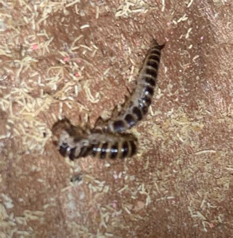 Sow Bugs Pill Bugs Pest Control Canada