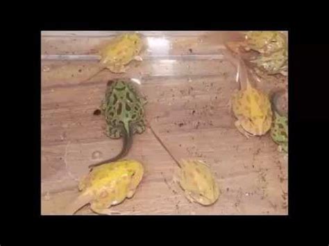 Pacman Frogs A K A South American Horned Frogs Breeding Youtube