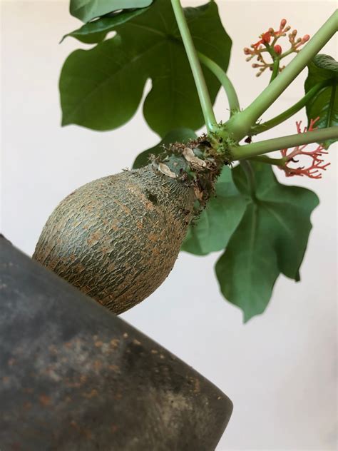The Ultimate Care Guide For Jatropha Podagrica