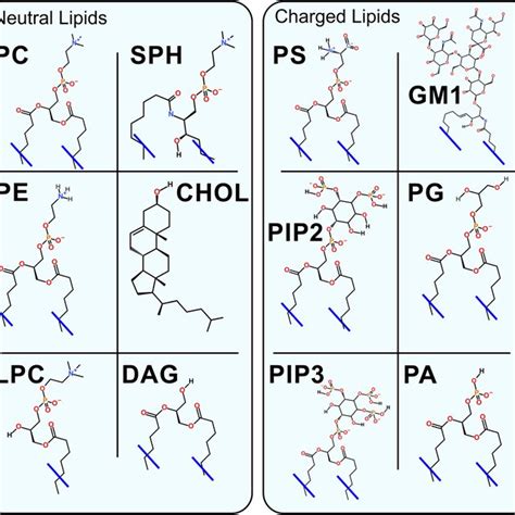 Chemical Structures Of The Most Common Lipids Pc Phosphatidylcholine