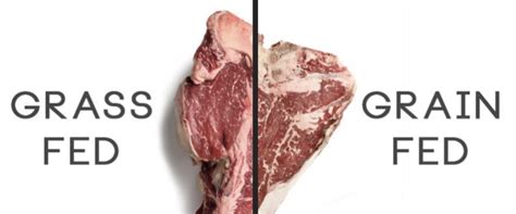 Grass Fed Vs Grain Fed Beef