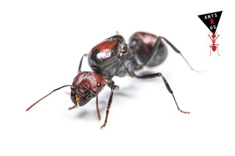 Messor Cephalotes Giant African Harvester Ants Antsrus