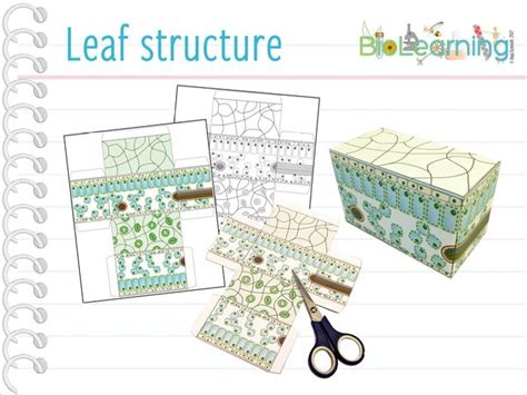 Leaf Structure Craft Activity Ks34 Teaching Resources