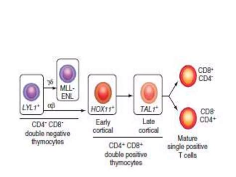 T Cell And Nk Cell Neoplasms Pptx