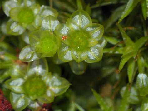Tiny Orange Bug R Insects