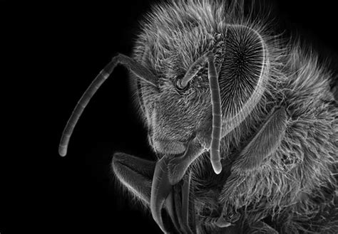 Mr Es Mysterious Bees Electron Microscope Bee Photos