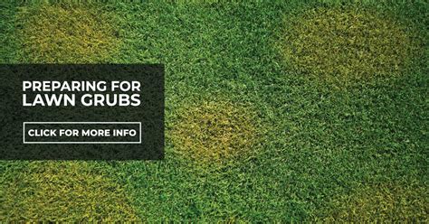 Preparing for lawn grubs – Jimboomba Turf Group