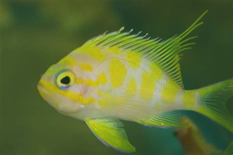 Borbonius Anthias Odontanthias Borbonius Blotchy Anthias 3 4