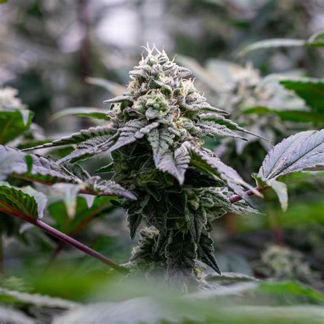 Chicken N Waffles Agri Genesis Missouri Cannabis Cultivator And