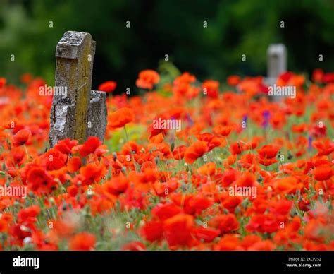 Mohn Klatschmohn Friedhof Grabstein Kreuz Blumen Mohnblumen Stock
