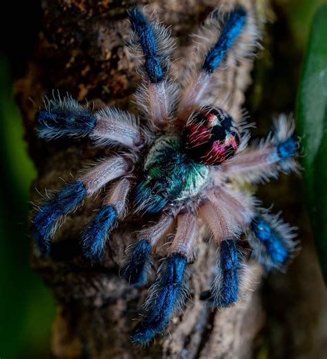 17 Facts About Brazilian Jewel Tarantula Artofit