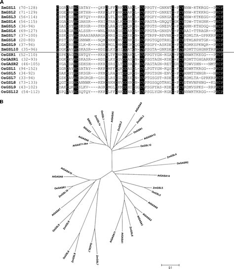 a sequence alignment of the conserved c terminal cys rich region of