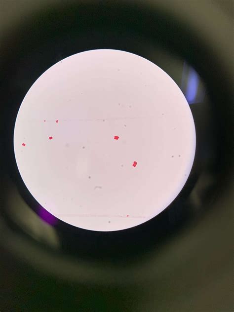Completing A Gram Stain On Deinococcus Radiodurans In Mha Media