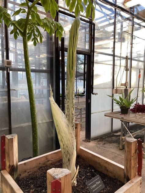 Zeus The Corpse Flower Plant Is Resprouting But This Time Not As A Flower