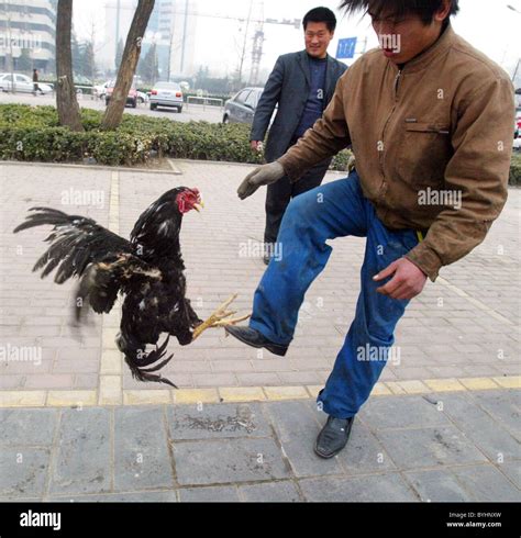 Kung Fu Cock Move Over Jet Li Here Comes The Kung Fu Kicking Cock