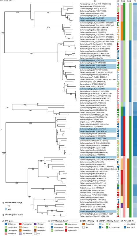 Still Something To Discover Novel Insights Into Escherichia Coli Phage