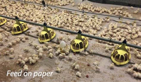 Brooding 1 21 Days Poultry The Chickipedia Handn