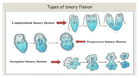 Bacterial Growth And Binary Fissionpdf