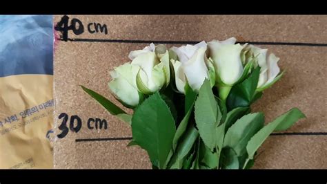 오번가장미 생화 생화택배 생화도매 인터넷꽃시장 인터넷꽃도매 장미대량구매 꽃 꽃종류 꽃다발 꽃도매 꽃시장 부산꽃시장 김해꽃시장 꽃쇼핑몰 김해꽃 부산꽃 꽃싸게사는법 Youtube