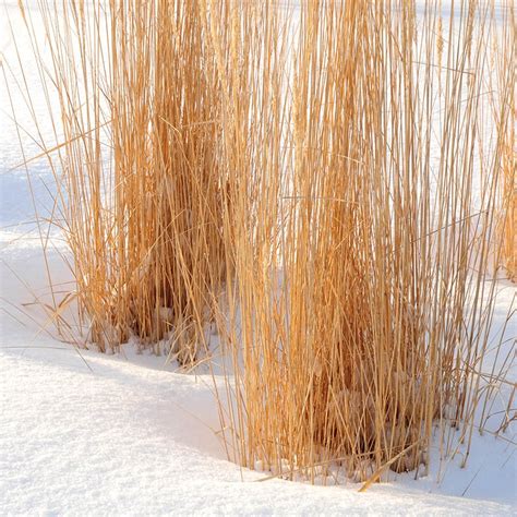 Karl Foerster Feather Reed Grass Calamagrostis Acutiflora High