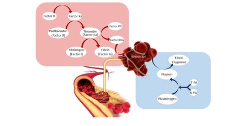 Simplified Scheme Of Blood Coagulation And Fibrinolysis Download
