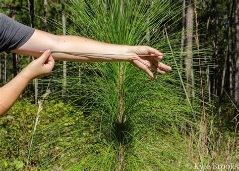 On The Subject Of Nature Longleaf Pines Forests And Red Cockaded