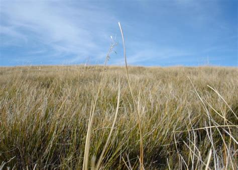 Alpine Grass Photo Of Tasman Nelson New Zealand At Kiwiwise