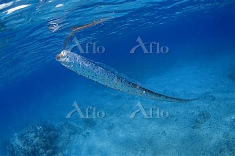 リュウグウノツカイ 238265559 の写真素材 アフロ