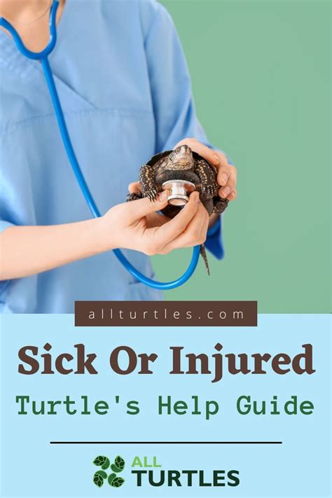 White Lipped Mud Turtle Care Guide Artofit