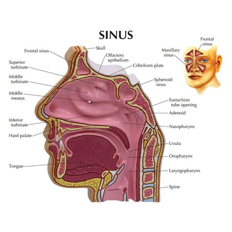 Anatomical Basic Sinus Model