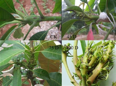 Mango Malformation Disease Fusariose And Its Impact On The Decline In