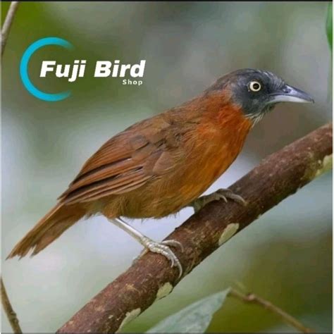 Jual Burung Tepus Kepala Abu Masteran Shopee Indonesia