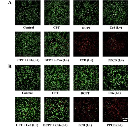 Chemo Photodynamic Effects Evaluation Of Cpt And Ce6 Formulations With Download Scientific
