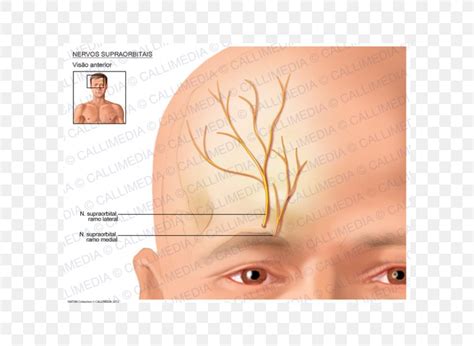 Supraorbital Nerve Supratrochlear Nerve Supraorbital Artery Supratrochlear Artery Png