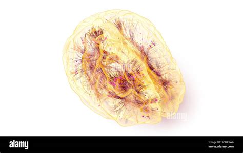 Conceptual Illustration Of Connections Within The Brain Based On Advanced Diffusion Tensor