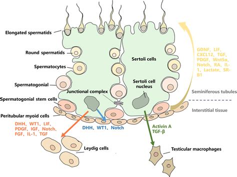 Frontiers Sertoli Cells As A Hub In Testicular Development And Male