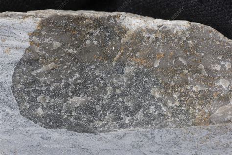 Triassic Limestone Fracture Surface Macrophotograph Stock Image