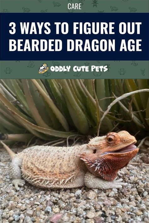 How To Tell How Old Your Bearded Dragon Is And Age Chart Artofit